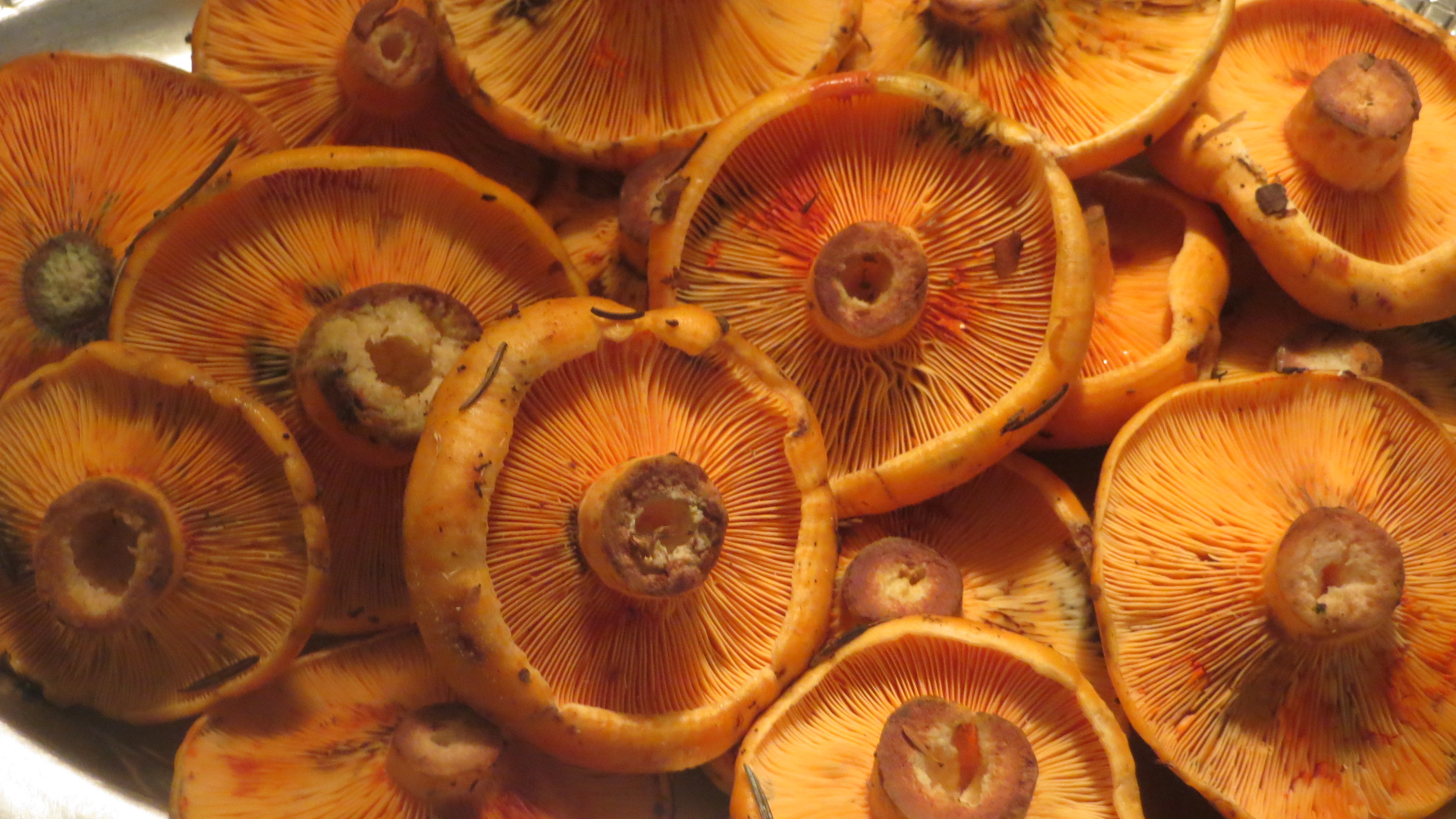 Jugando con fogones Receta de níscalos con ajo y perejil ( rovellons o ...